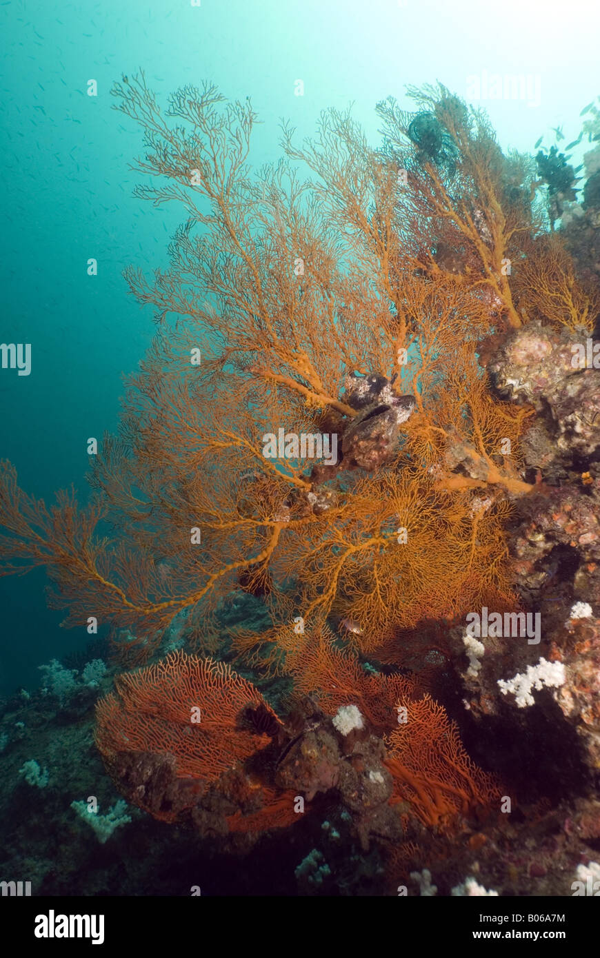 Gorgonians on the coralreef under water Stock Photo - Alamy