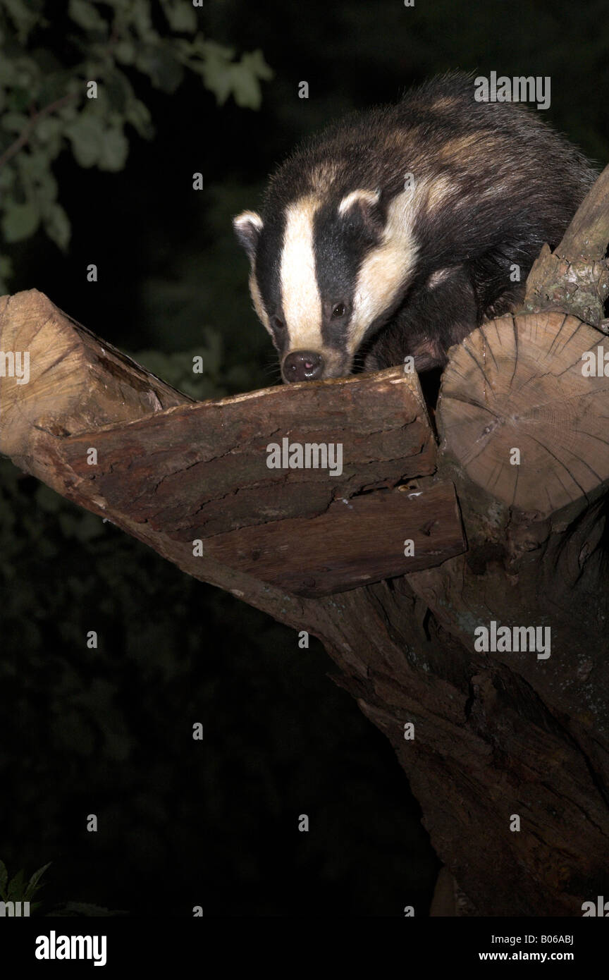 Badger climbing on log Stock Photo - Alamy