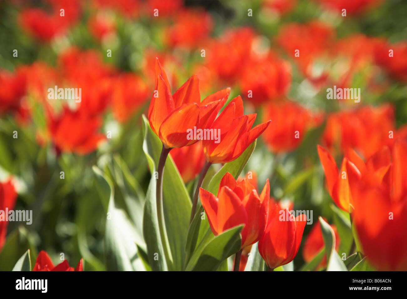 Red pride tulip hi-res stock photography and images - Alamy
