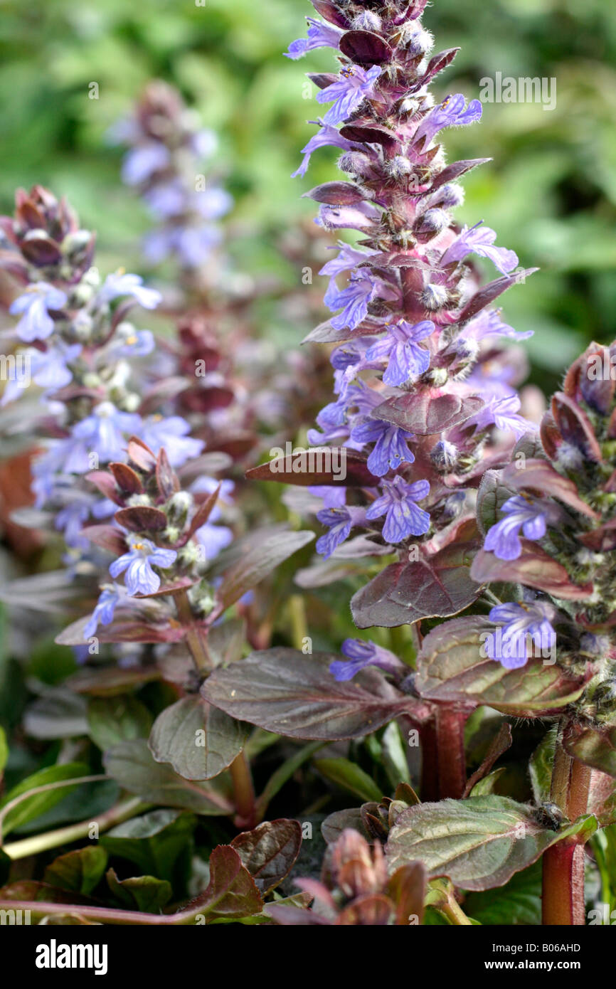 Ajuga reptans braunherz hi-res stock photography and images - Alamy