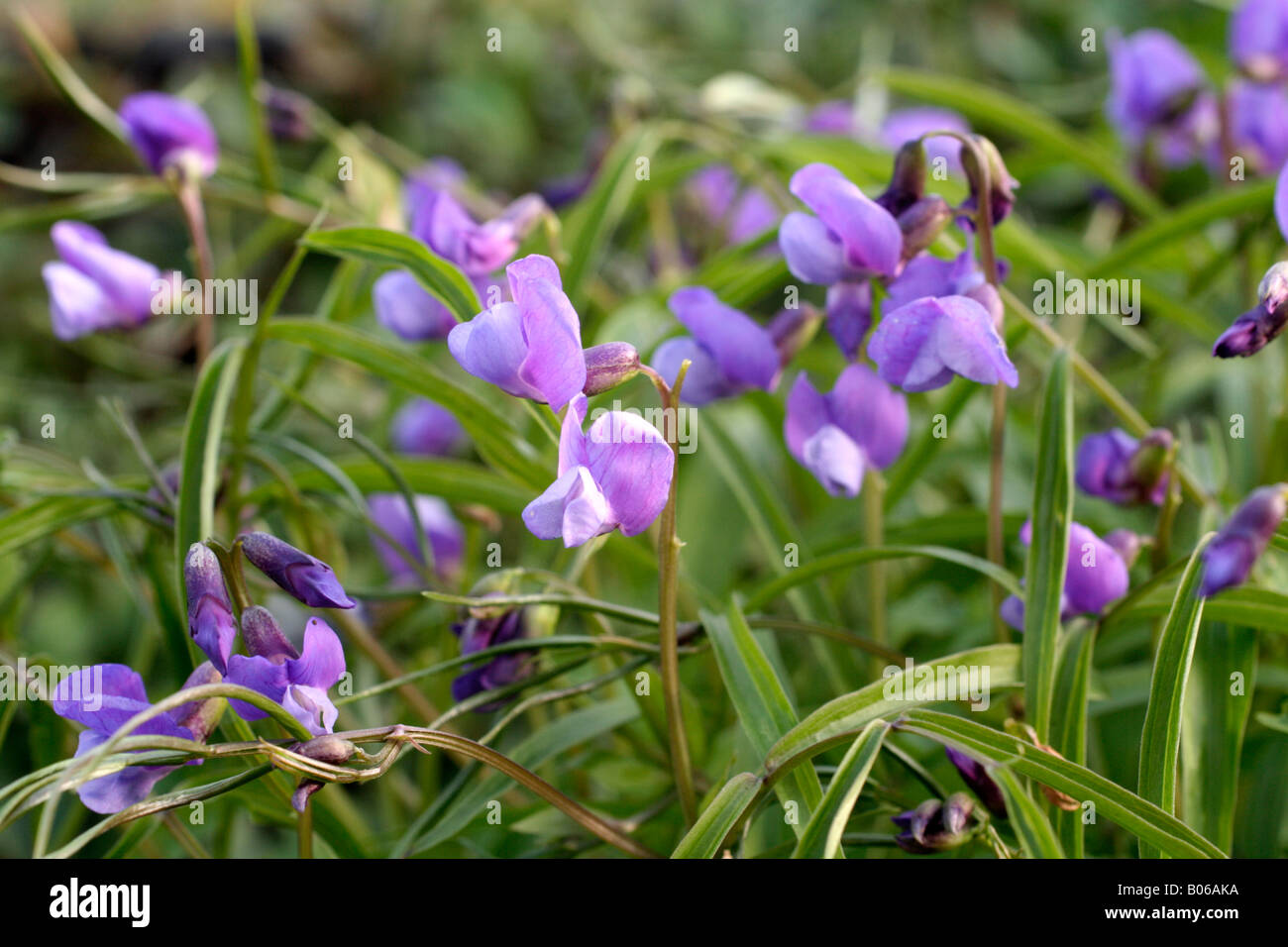 LATHYRUS VERNUS FLACCIDUS Stock Photo - Alamy