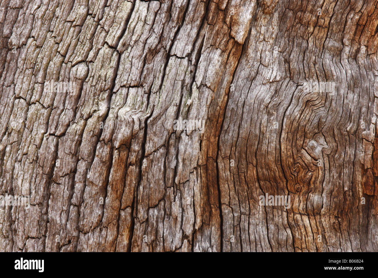 Close up view revealing oak tree wood textures, Sherwood Forest Nature ...
