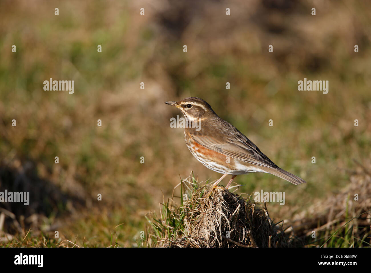 Redwing Turdus iliacus, adult winter bird perched on grass, Yorkshire ...