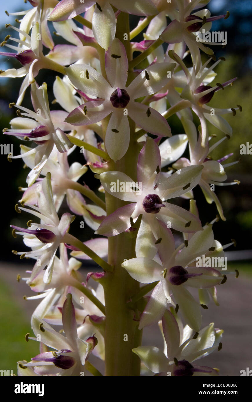 Pineapple lily flower hi-res stock photography and images - Alamy