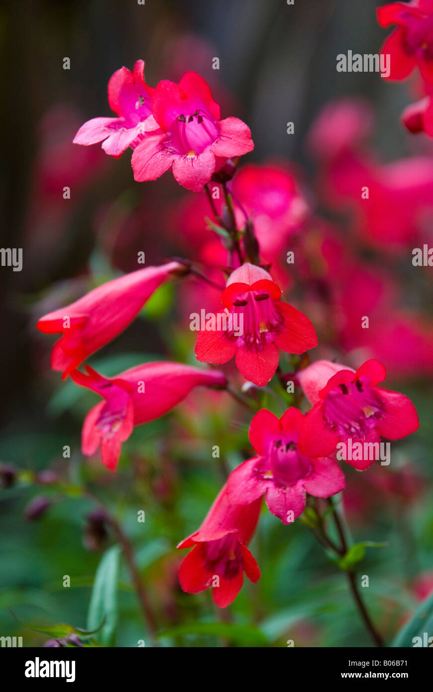 Penstemon firebird hi-res stock photography and images - Alamy