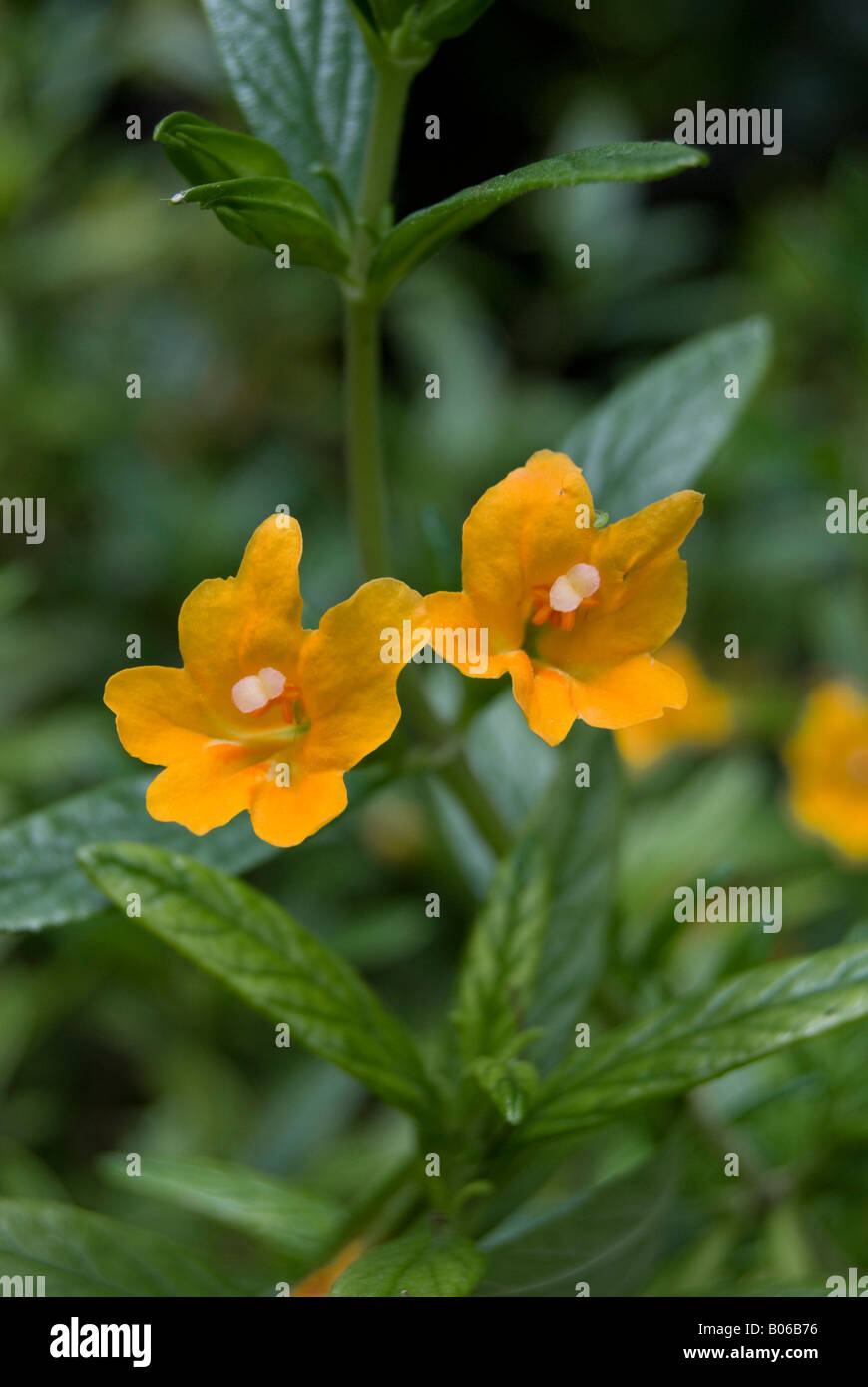 Mimulus hi-res stock photography and images - Alamy