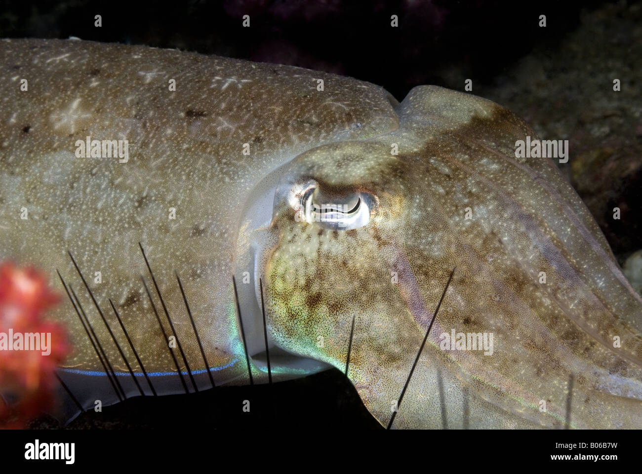 Cuttlefish face under water Stock Photo - Alamy