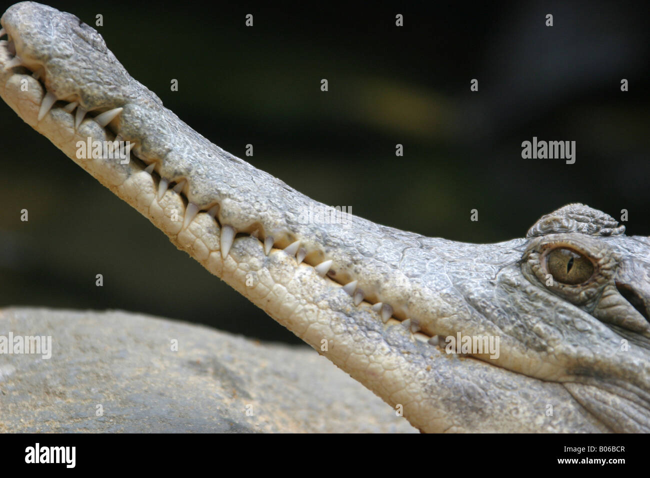 Close up crocodile head hi-res stock photography and images - Alamy