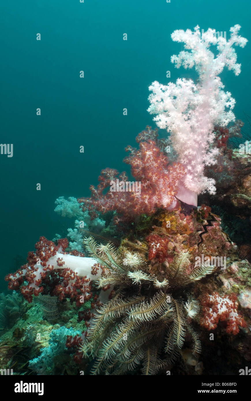 Soft coral hi-res stock photography and images - Alamy