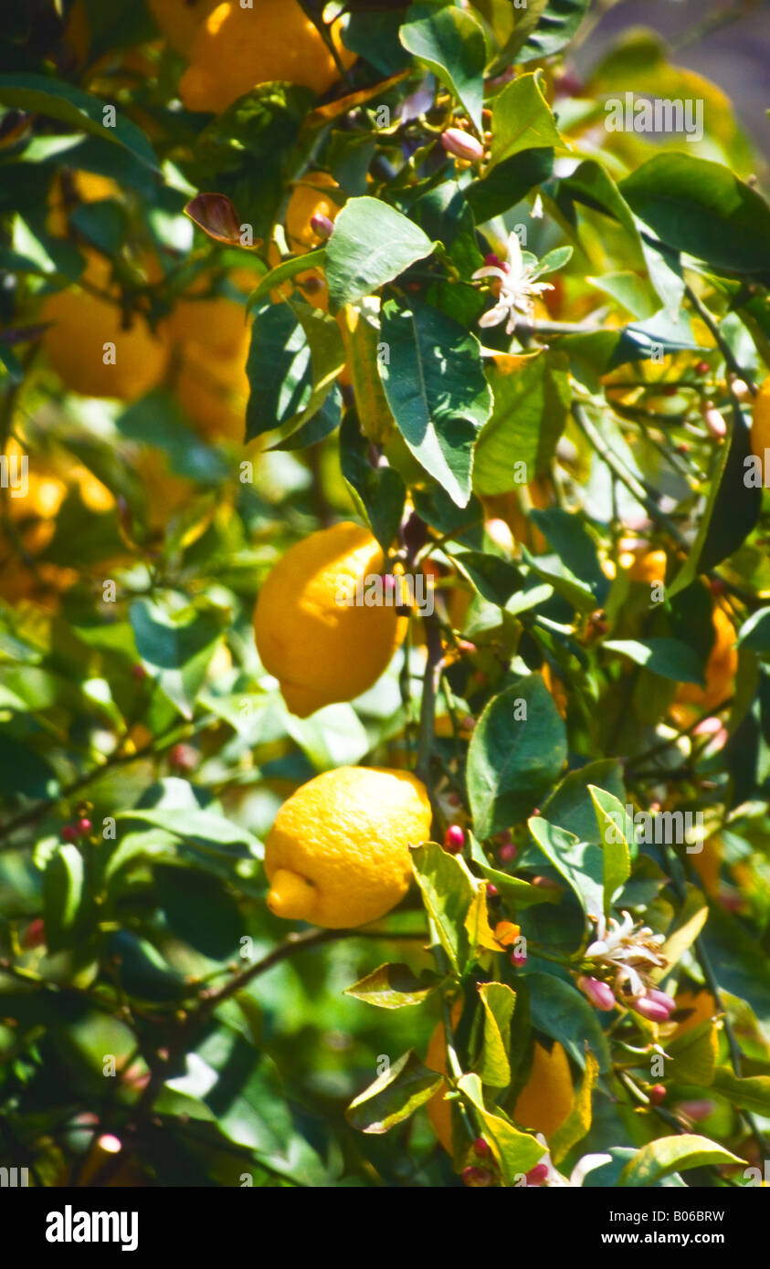 Lemon Tree Mallorca Spain Majorca Stock Photo - Alamy