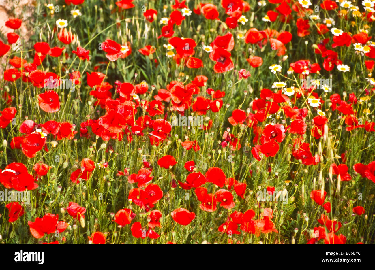 Spring Mallorca Spain Poppies Majorca Stock Photo - Alamy
