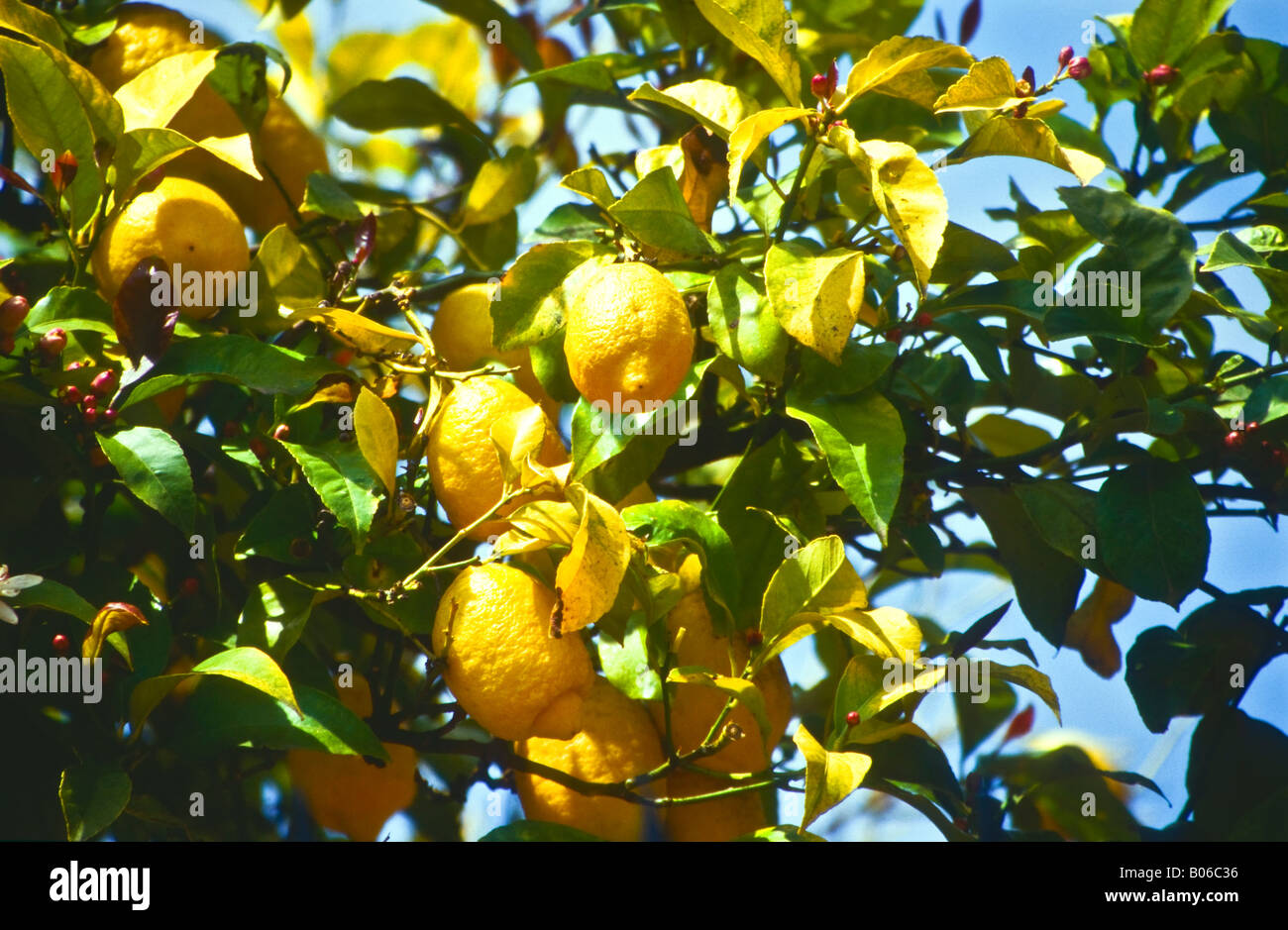 Lemon Tree Mallorca Majorca Stock Photo - Alamy