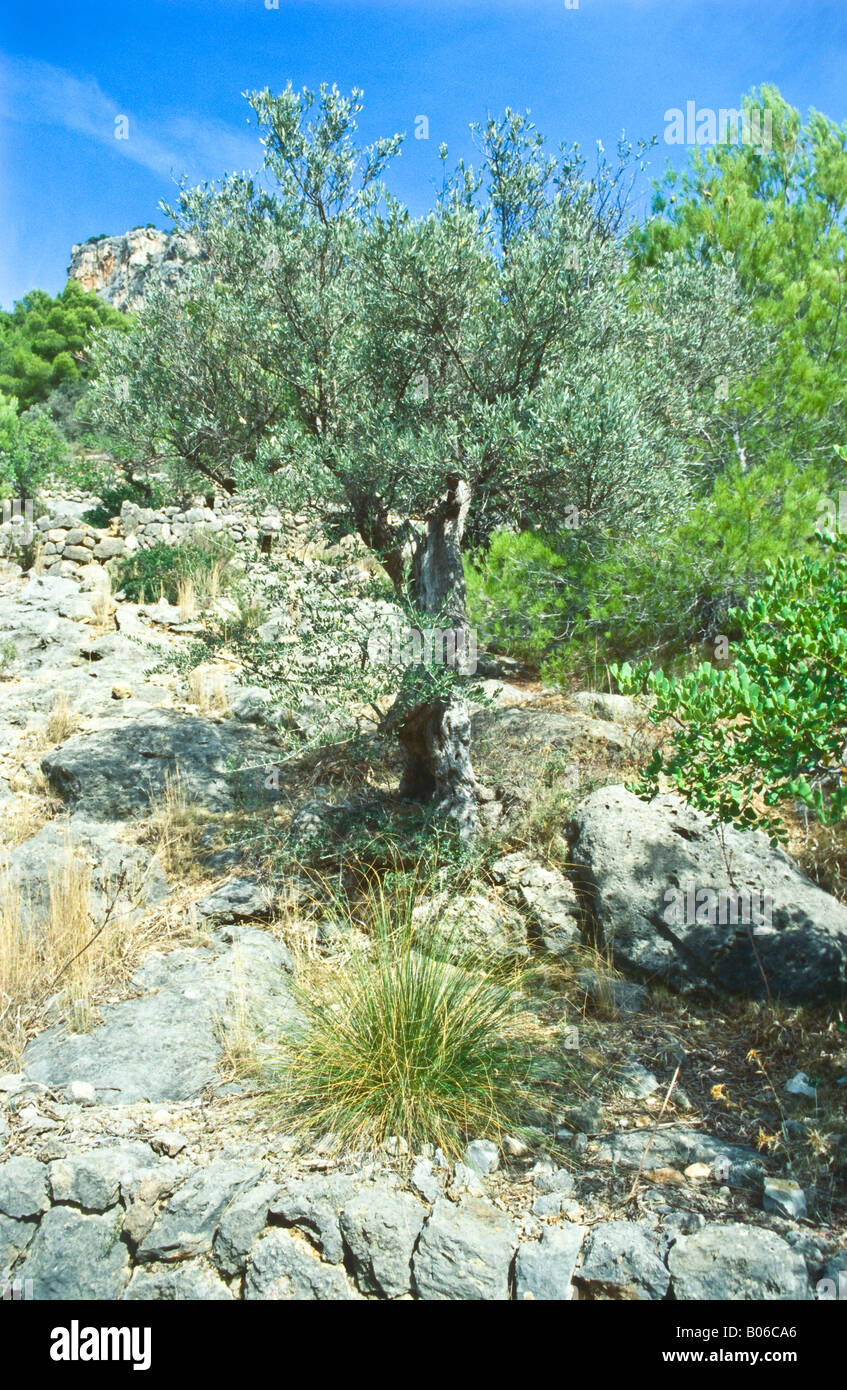 Castell Alaro Mallorca Spain Majorca Stock Photo - Alamy
