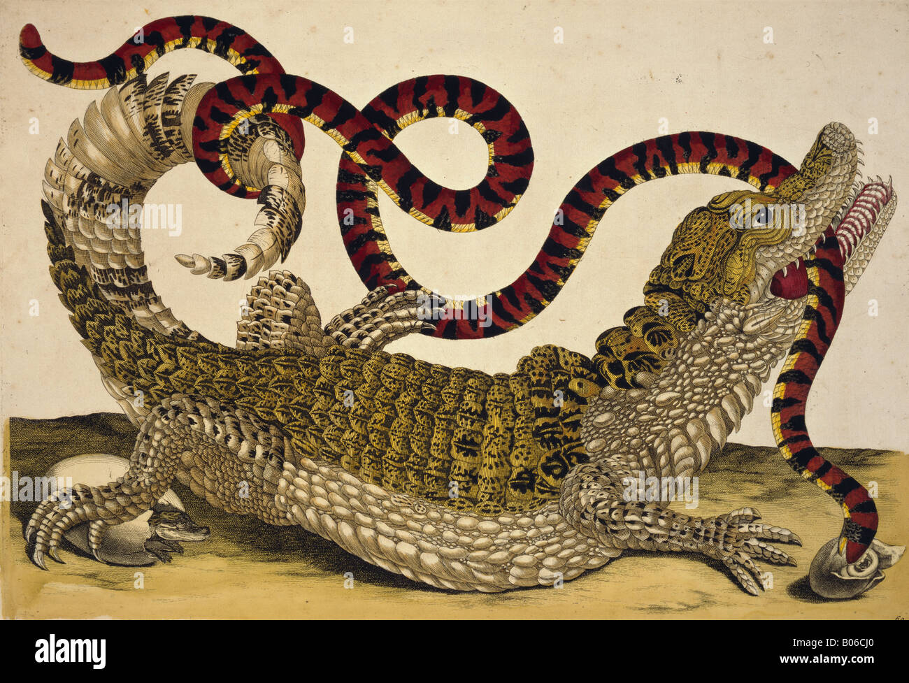 Coral pipe snake anilius scytale hi-res stock photography and images ...