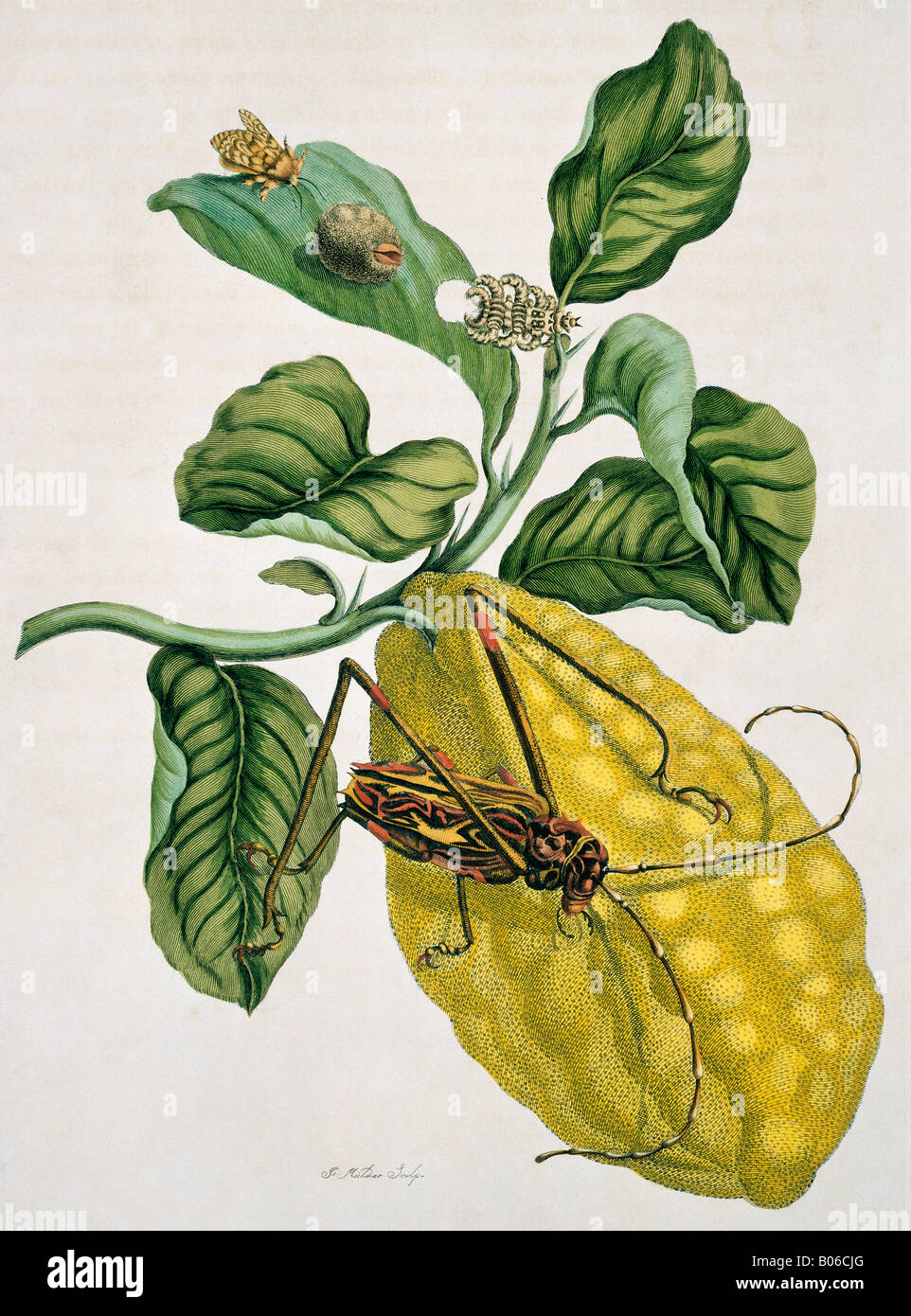 Acrocinus longimanus, harlequin beetle and Citrus medica, ethrog citron ...