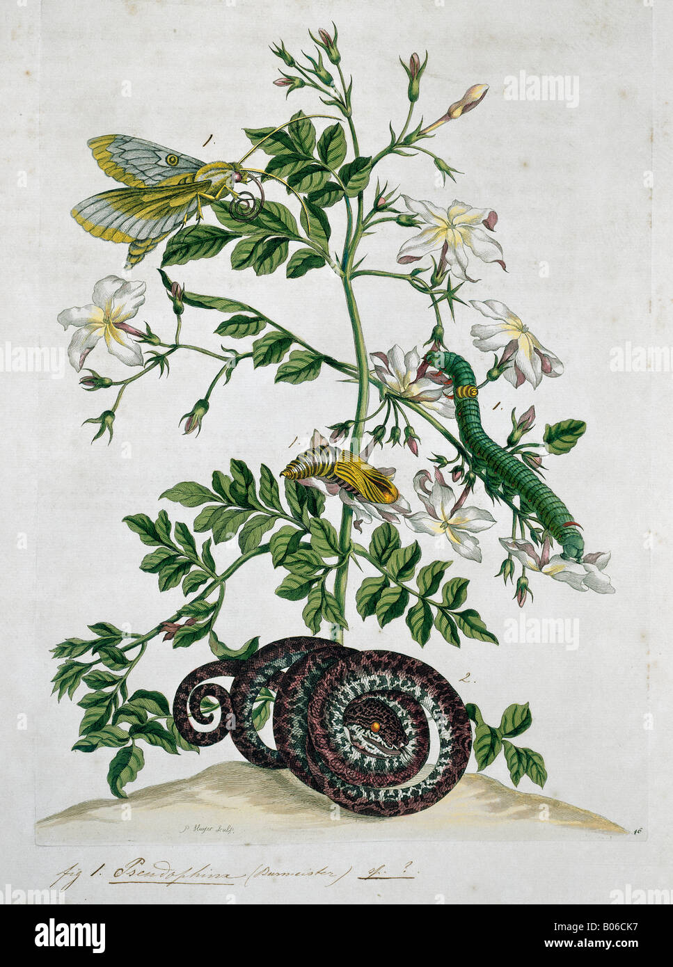 Maria sibylla merian caterpillar hi-res stock photography and images ...