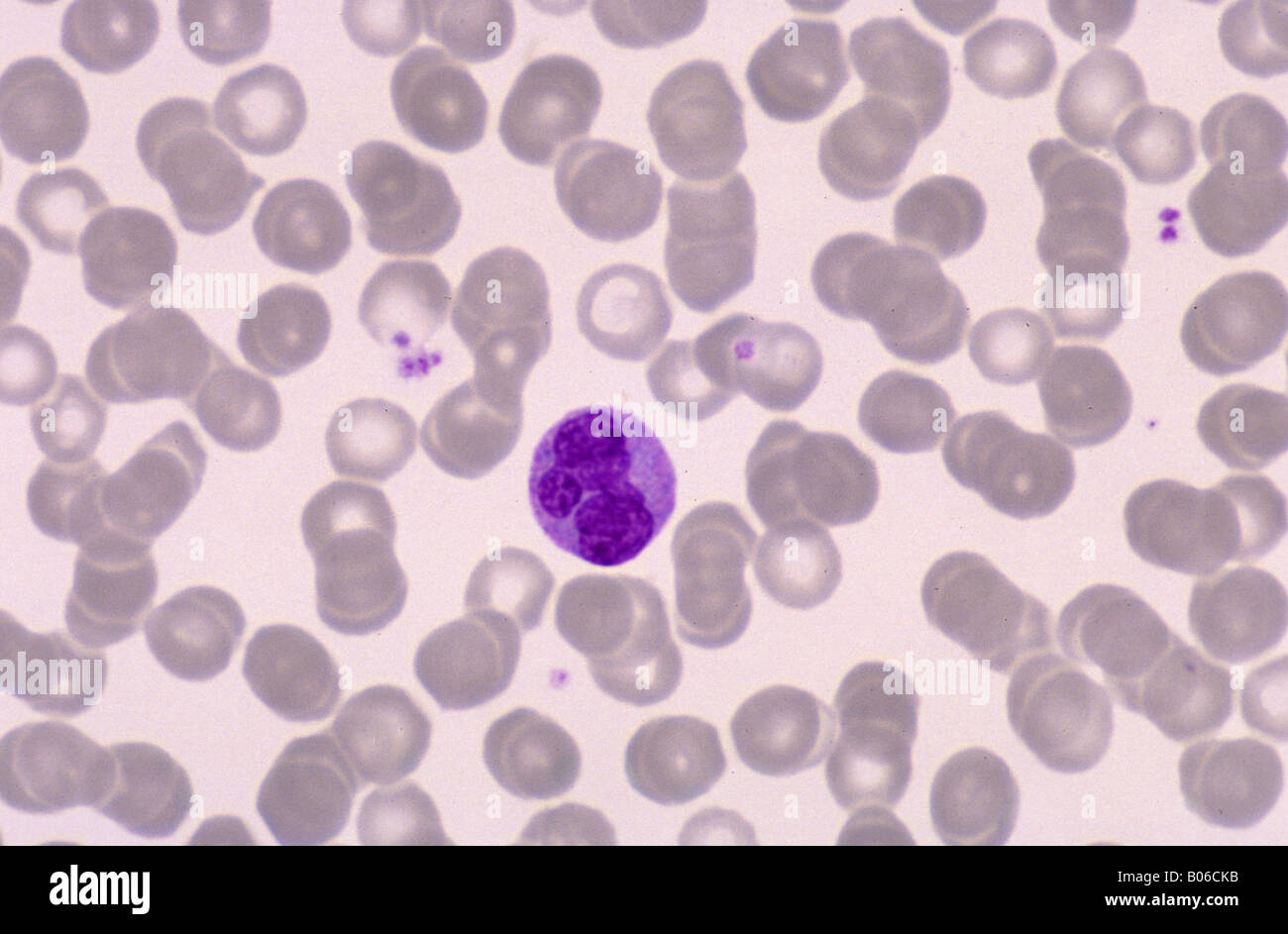 Normal blood cells Stock Photo - Alamy