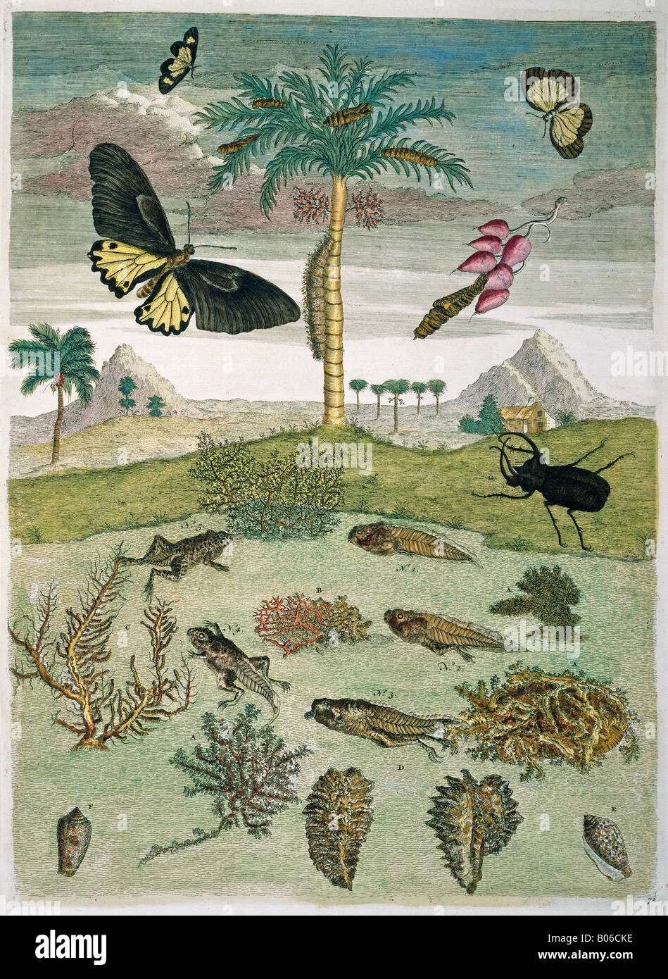 Insects, plants & shells against landscape Stock Photo - Alamy