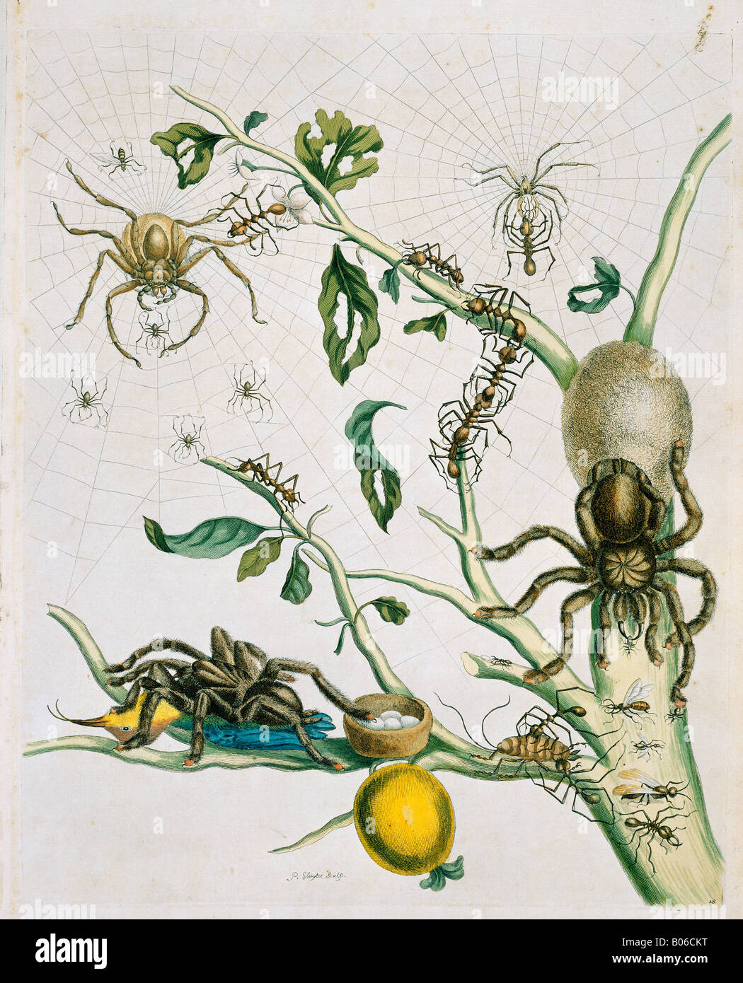 Huntsman spider drawing hi-res stock photography and images - Alamy