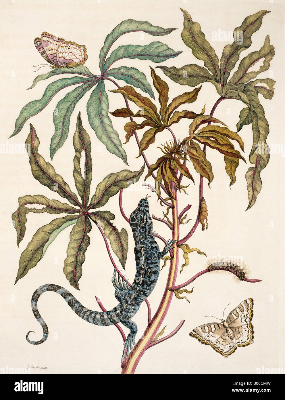 Insects of Surinam Stock Photo - Alamy