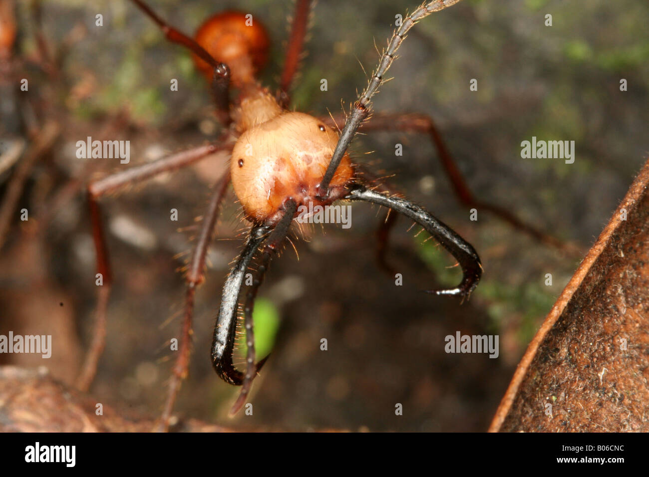 Army ant hi-res stock photography and images - Alamy