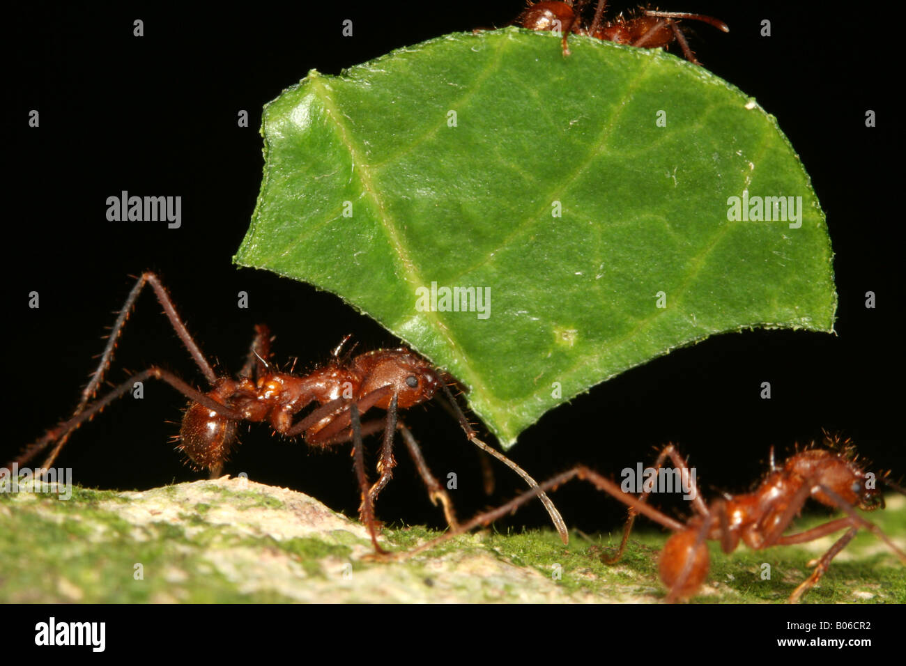 Amazon rainforest invertebrates hi-res stock photography and images - Alamy