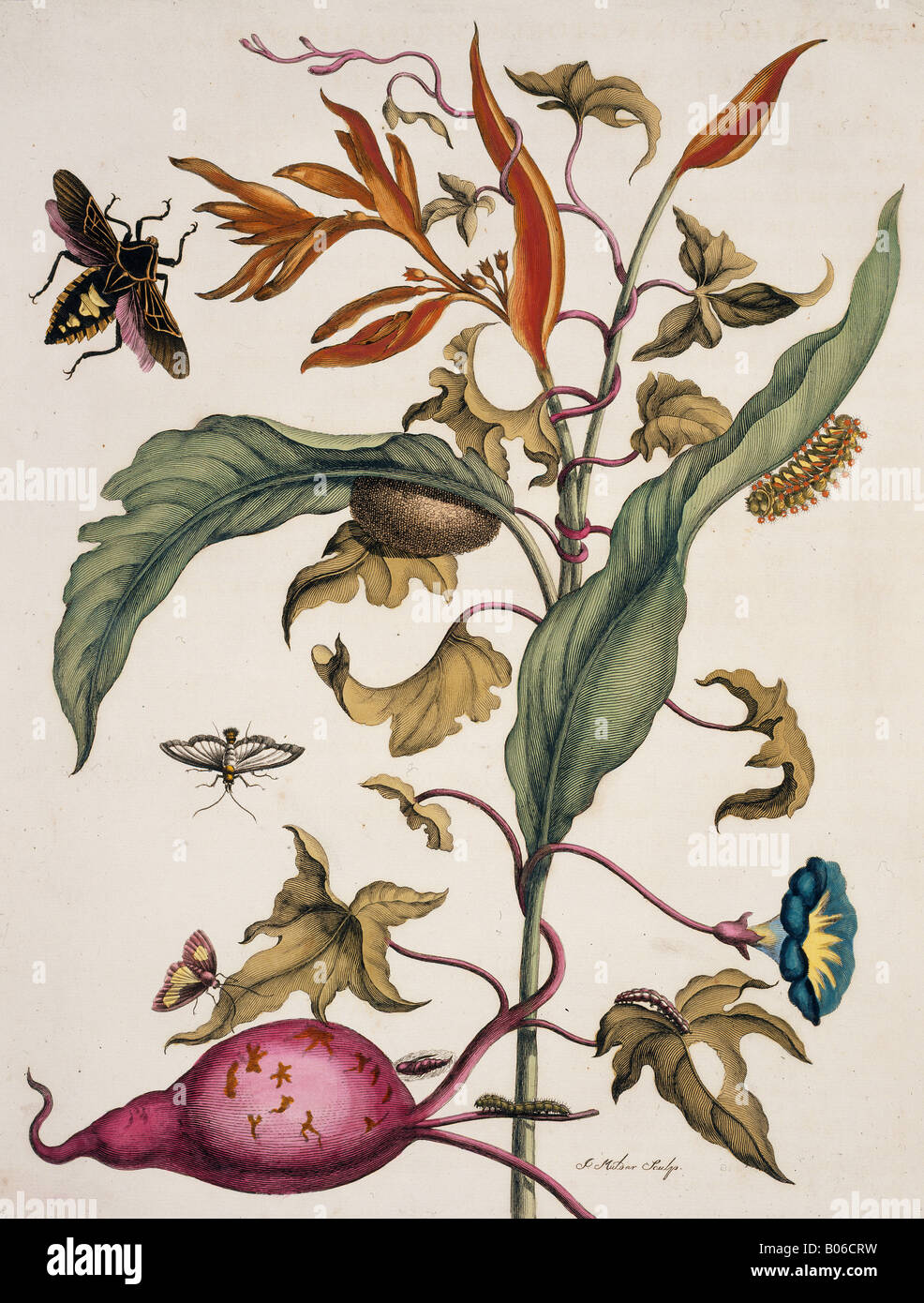 Insects of Surinam Stock Photo - Alamy