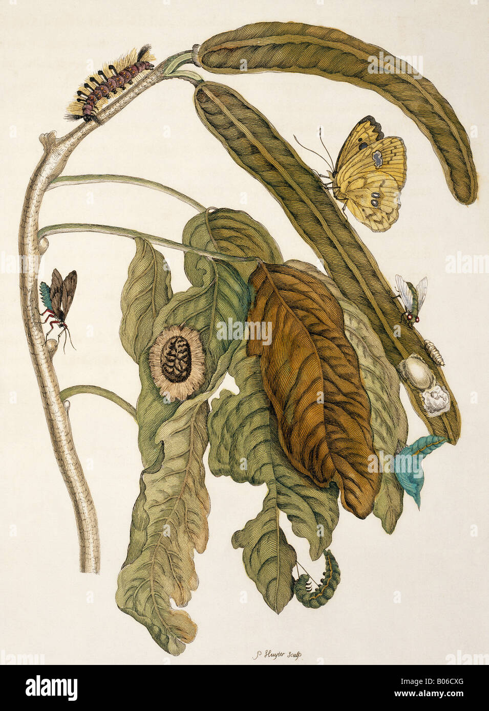Maria sibylla merian caterpillar hi-res stock photography and images ...