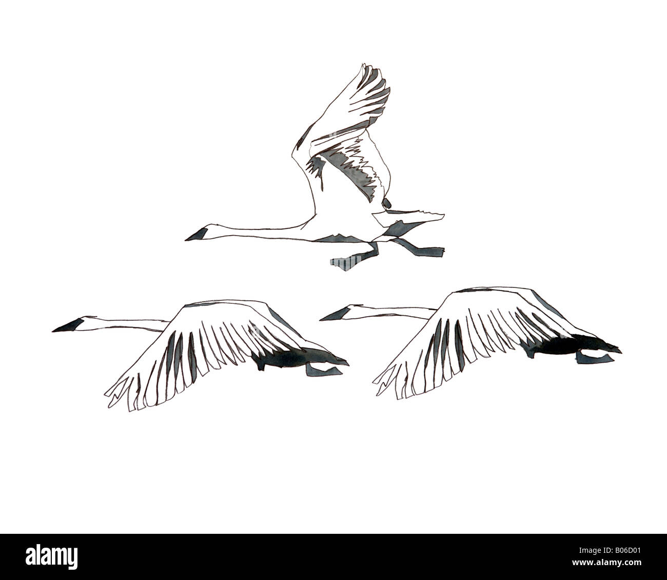 Flying swan sketch hi-res stock photography and images - Alamy
