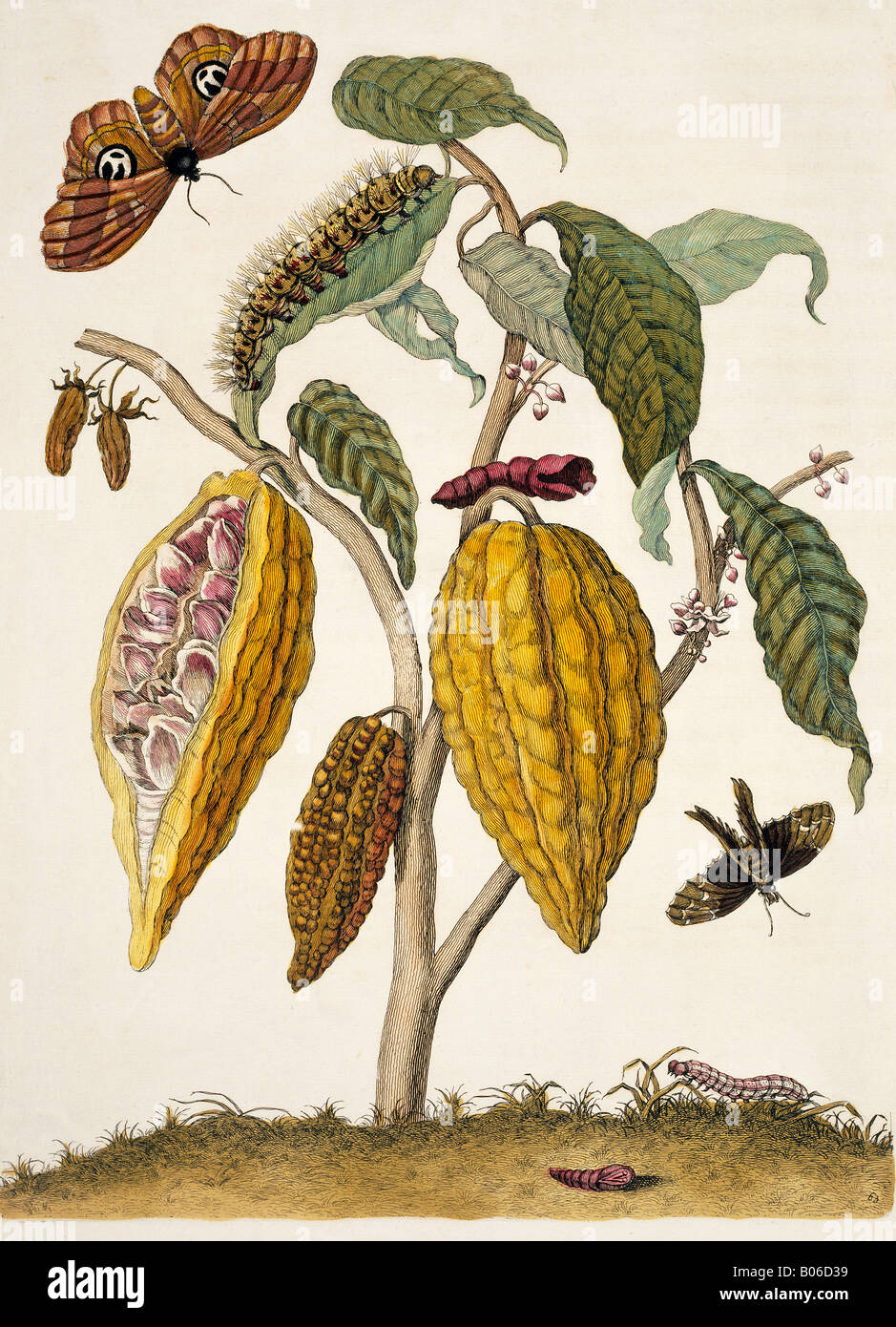 Insects of Surinam Stock Photo - Alamy