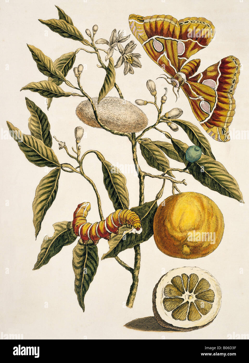 Insects of Surinam Stock Photo - Alamy