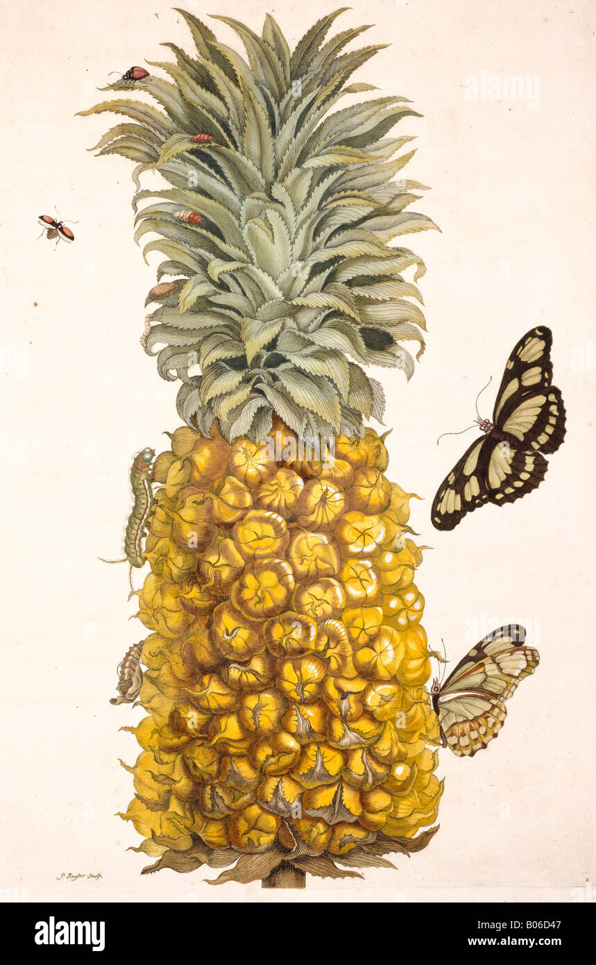 Pineapple with insects Stock Photo - Alamy