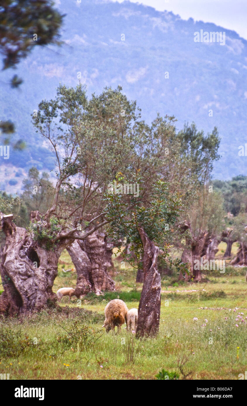 Sheep and olive trees near Valdemossa Majorca Stock Photo - Alamy