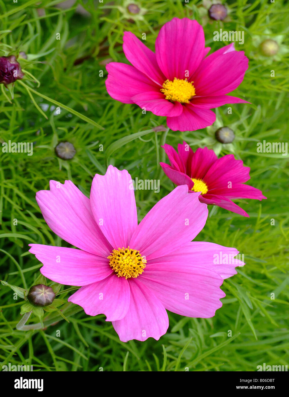 Three pink flowers closeup photograph in full colour. Yellow centre ...