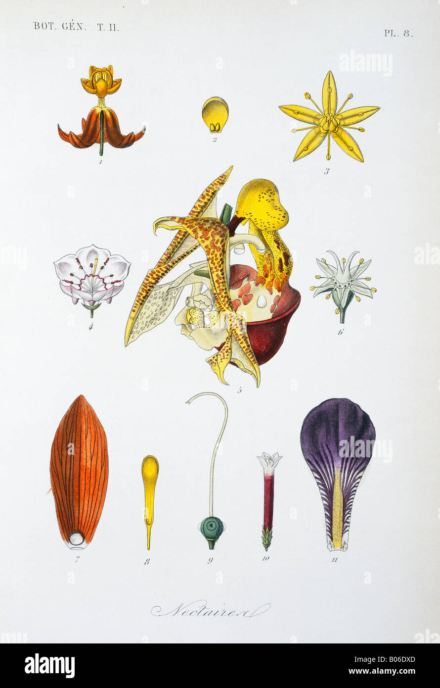 Flower diagram hi-res stock photography and images - Alamy