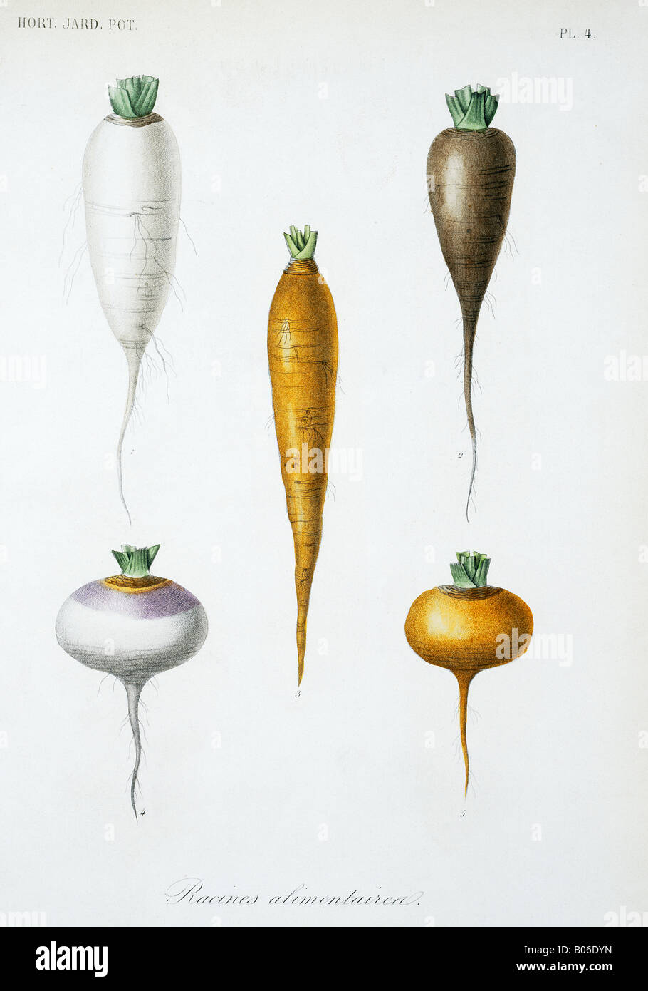 Carrot plant drawing hi-res stock photography and images - Alamy