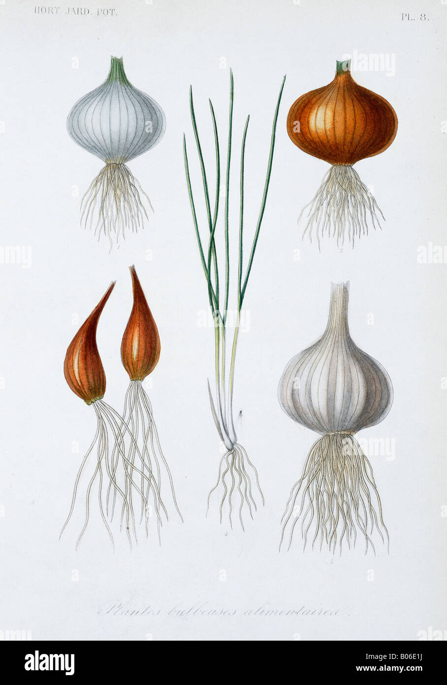 Food plant bulbs Stock Photo - Alamy