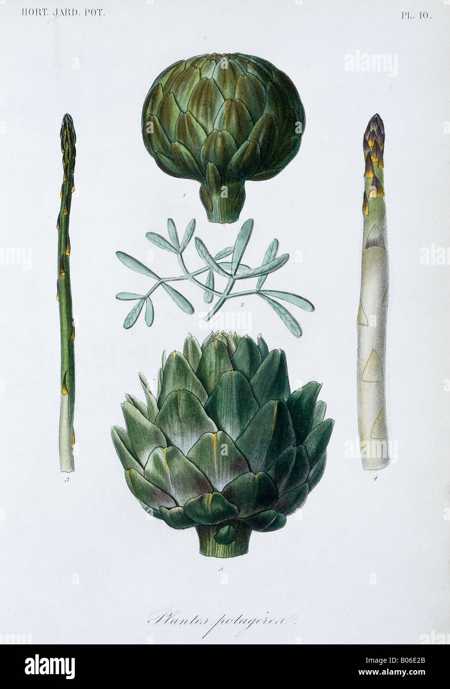 Vegetable plant drawing hi-res stock photography and images - Alamy