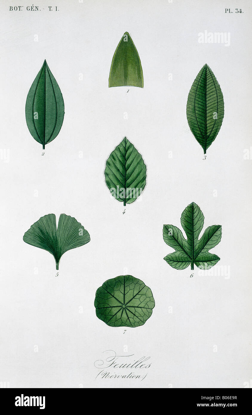 Feuilles Nervation from Le Regne Vegetal plantes agricoles Stock Photo ...