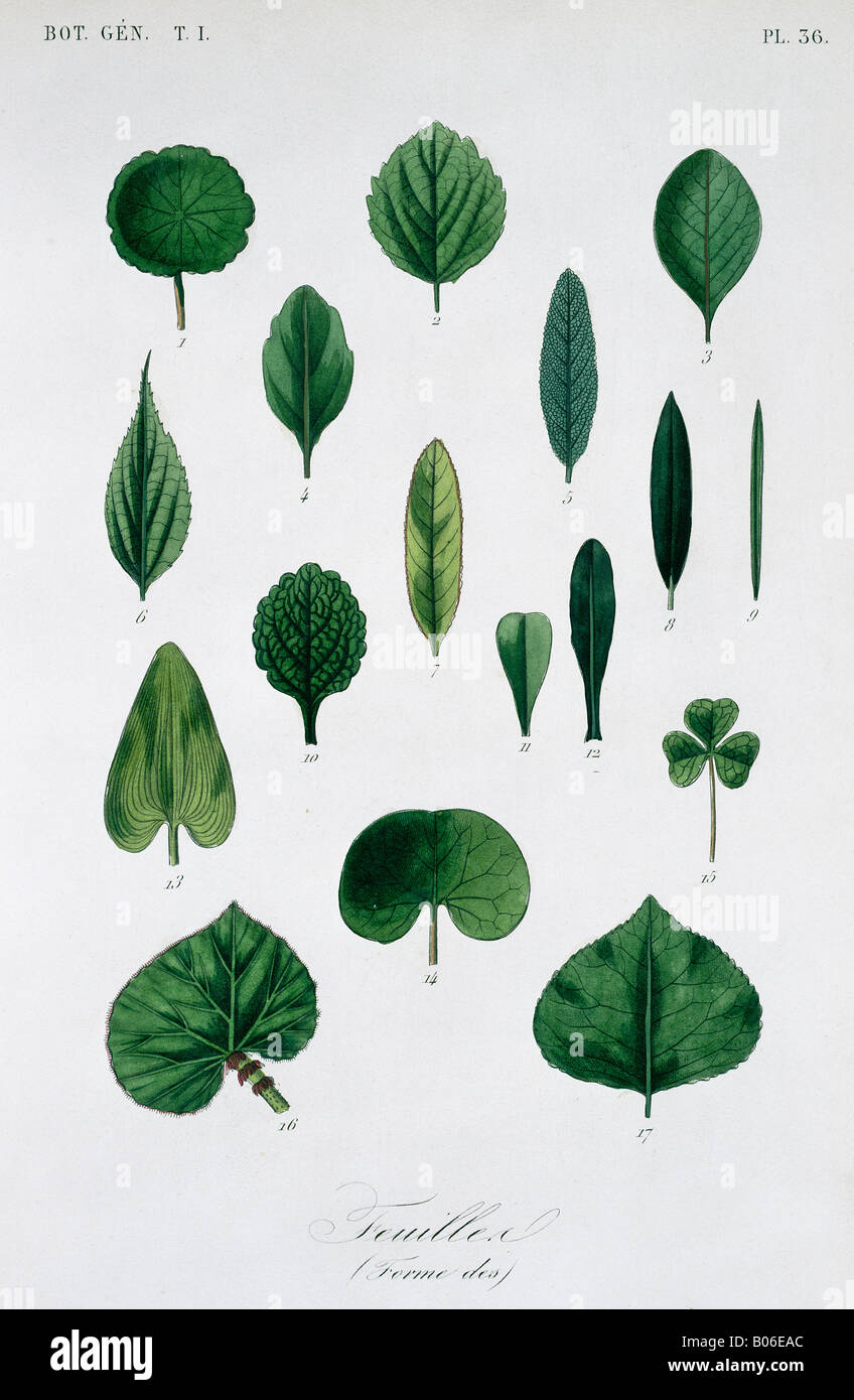 Forme Des Feuilles Stock Photo - Alamy