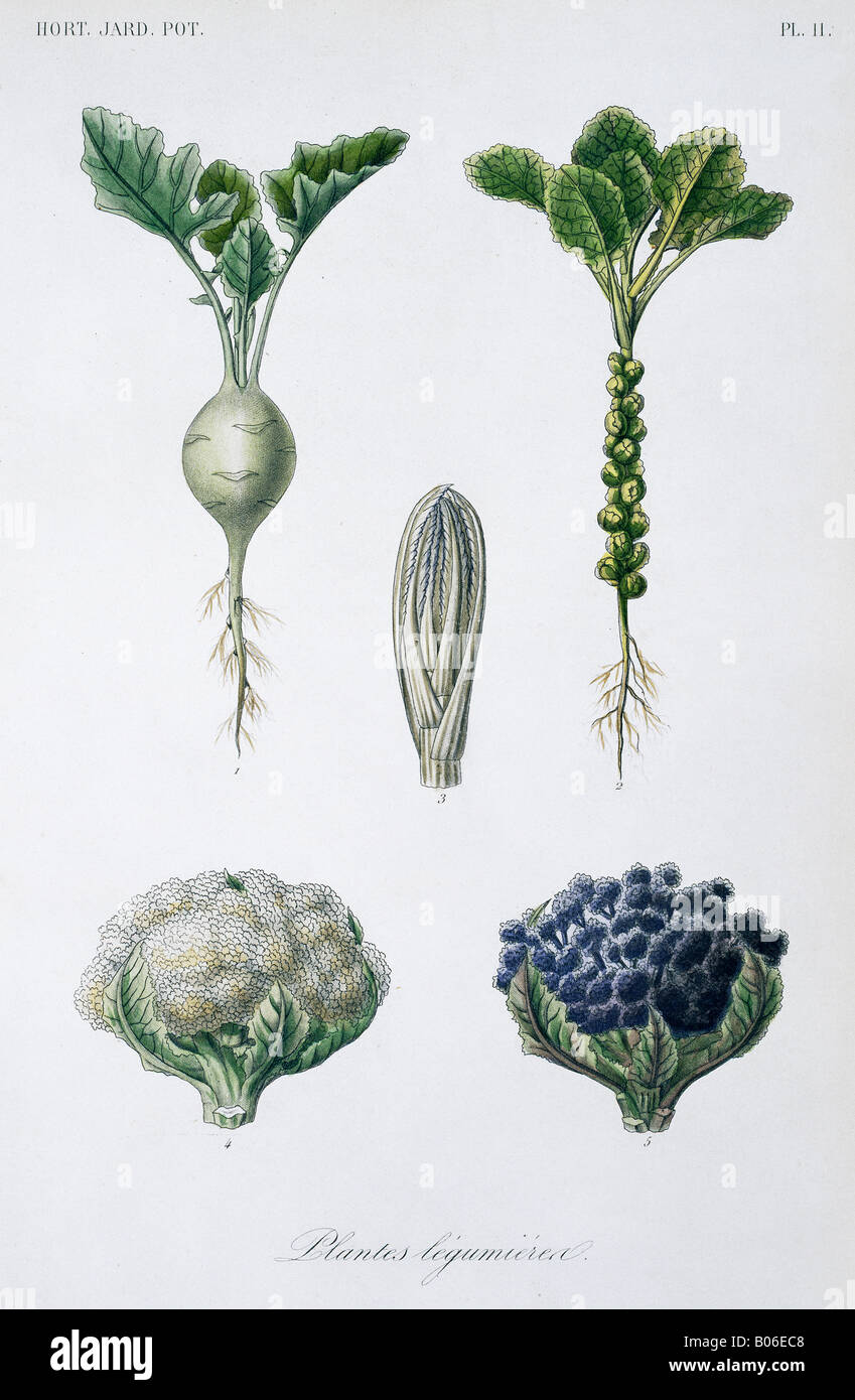 Brassica botanical hi-res stock photography and images - Alamy