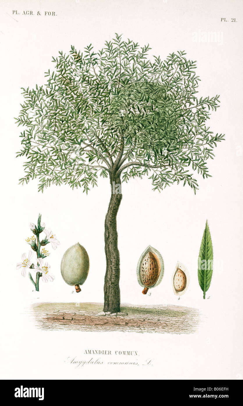Prunus communis, almond tree Stock Photo - Alamy