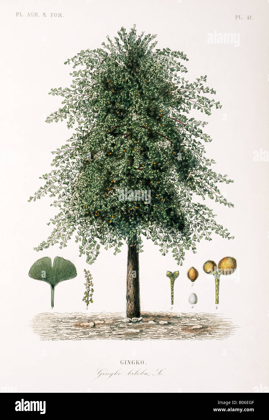 Ginkgo biloba, maidenhair tree Stock Photo - Alamy