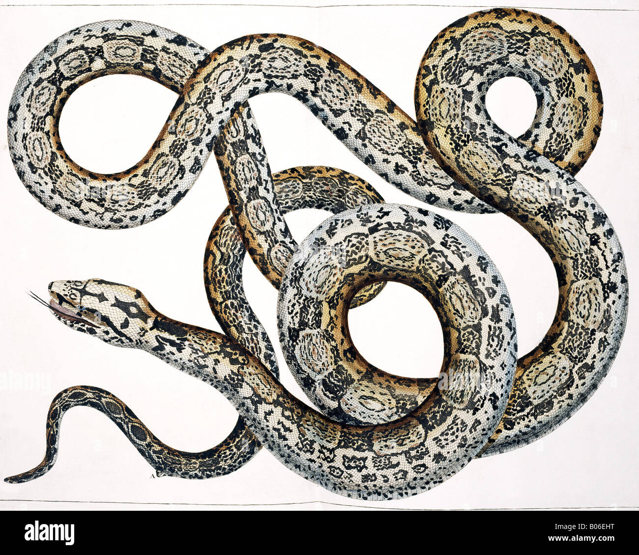 Snake by Albertus Seba Stock Photo - Alamy
