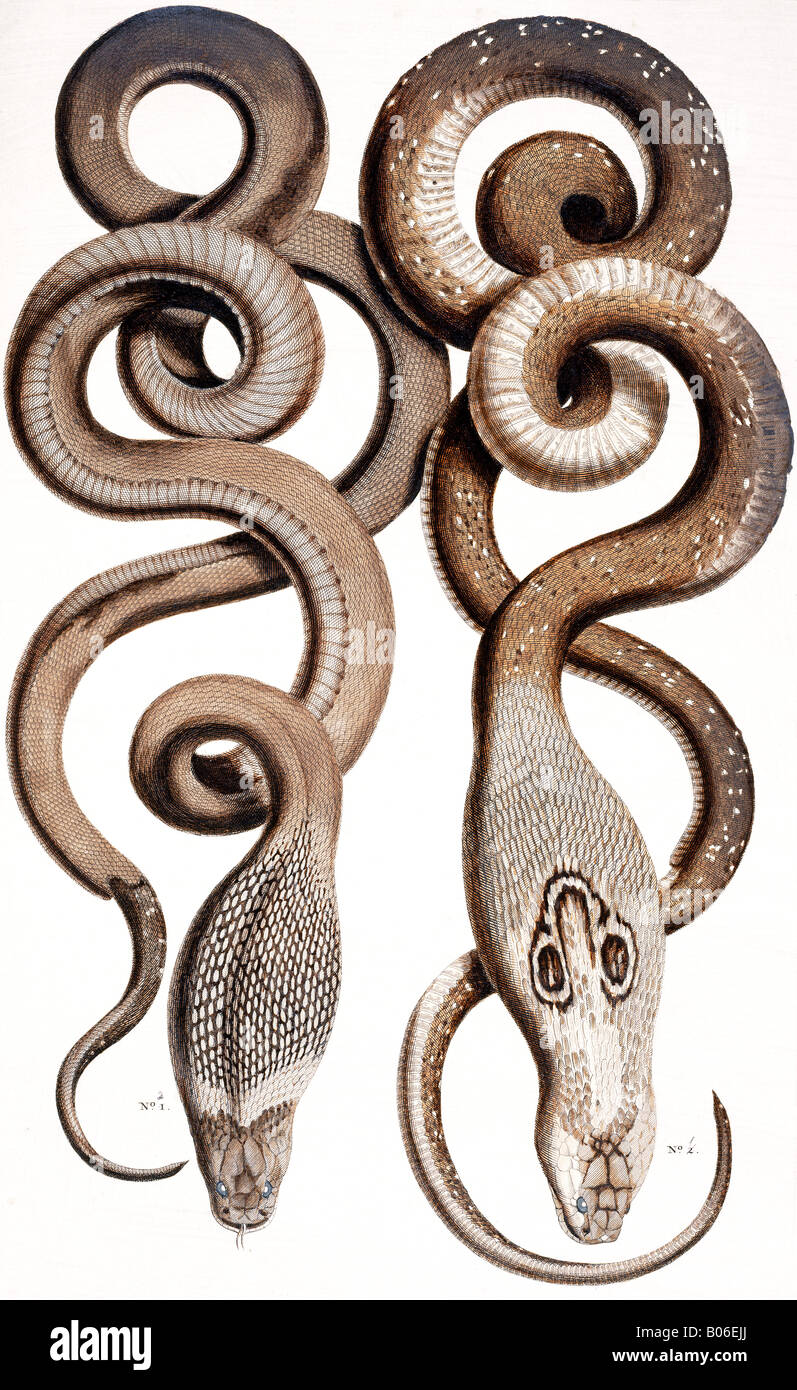 Hooded snake hi-res stock photography and images - Alamy
