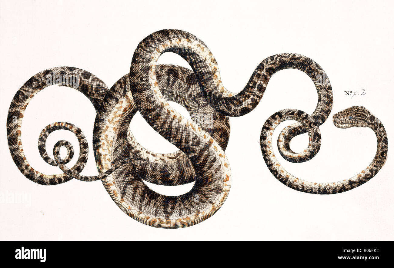 Snake by Albertus Seba Stock Photo - Alamy
