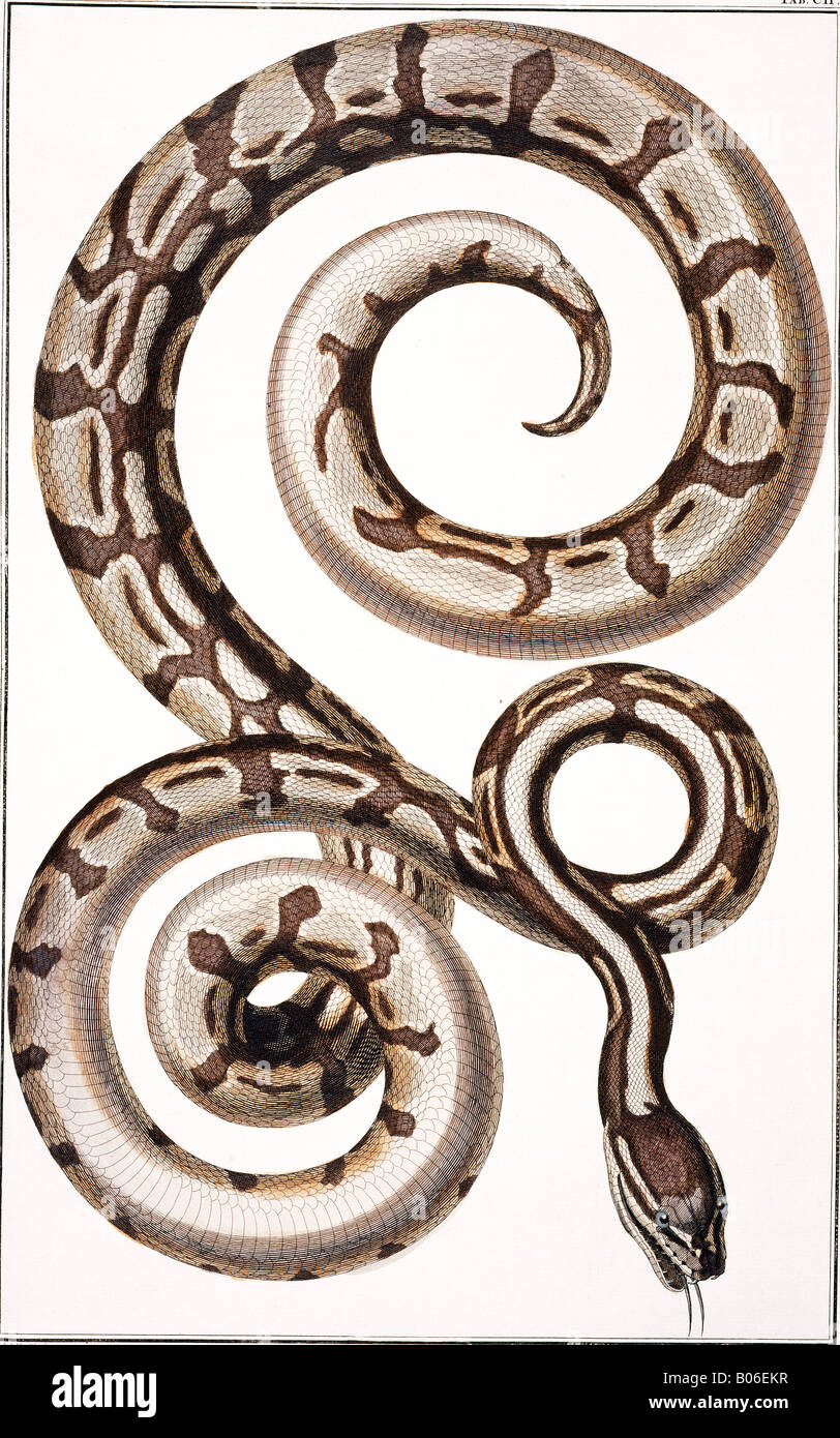 Snake by Albertus Seba Stock Photo - Alamy