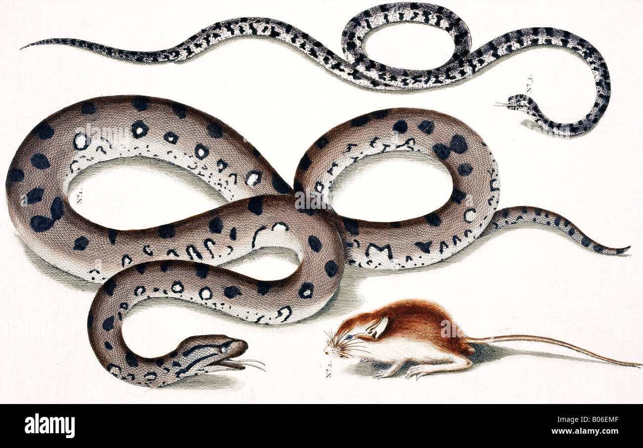 Snake and rodent by Albertus Seba Stock Photo - Alamy