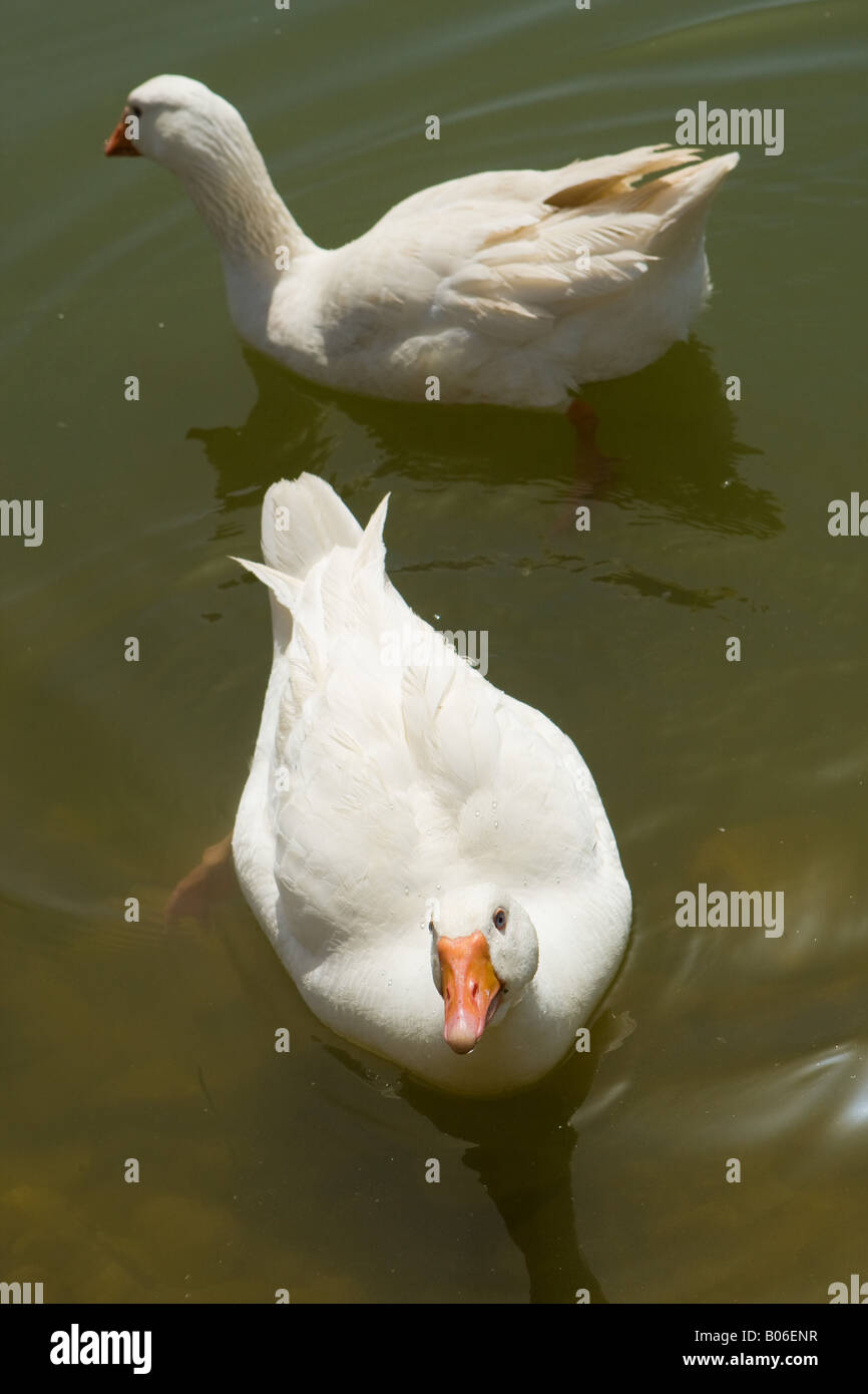 Kastoria greece hi-res stock photography and images - Alamy