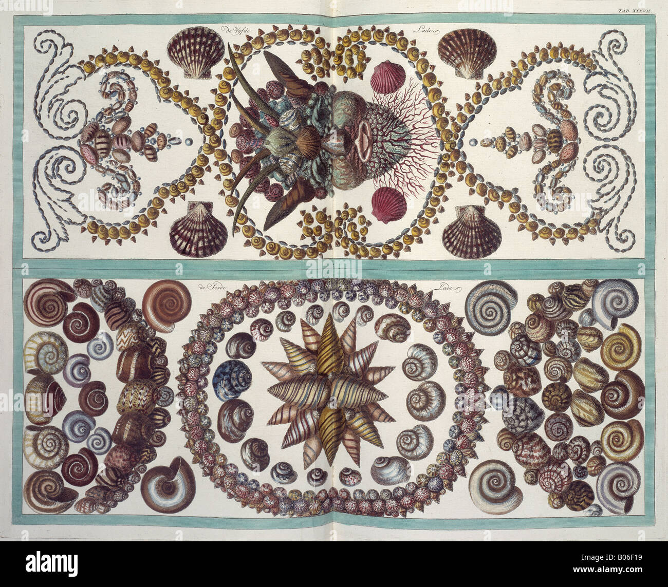 Plate 37 from Seba's Thesauri Stock Photo - Alamy